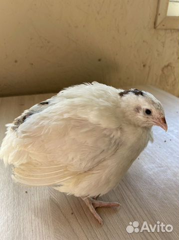 Перепела продажа