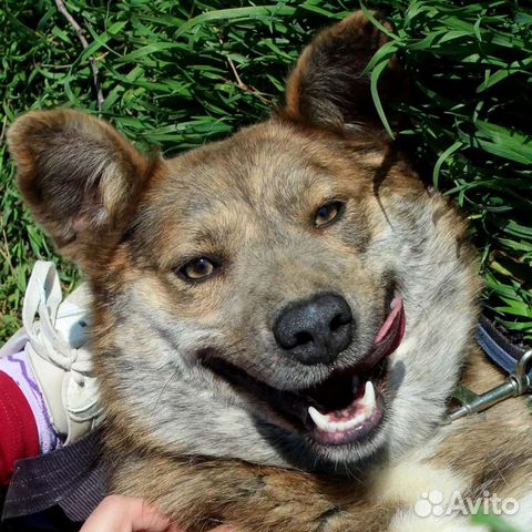 Собака ищет дом