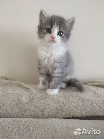 Сибирские кошечки,2 мес