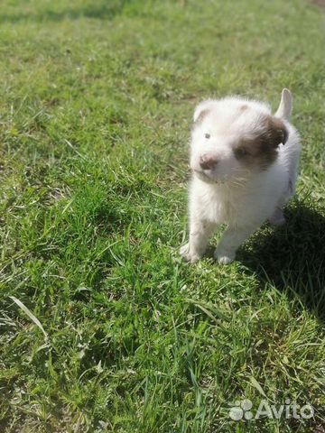 Щеночек в добрые руки