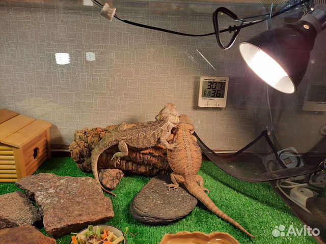 Агамья семья, или отдельно мальчик и девочка агамы