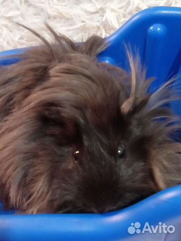 Морская свинка Перуанец