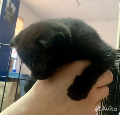 Кошкакотята в дар