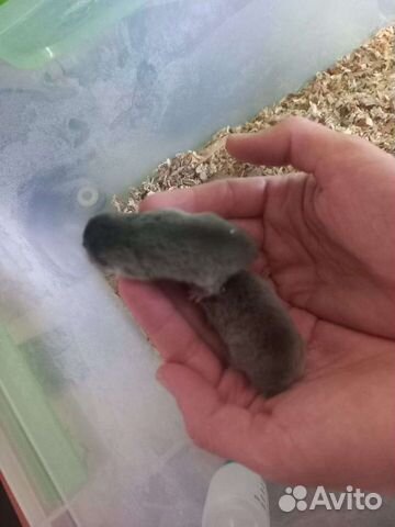 Восточная слепушонка