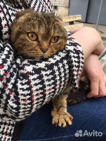 Кошки в добрые руки