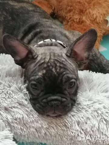 Французский бульдог