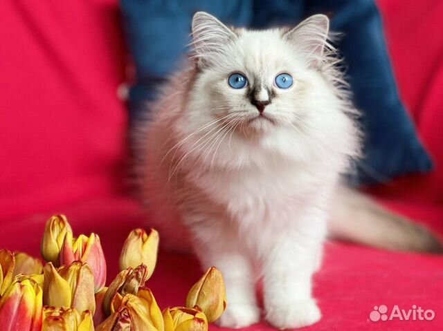 Невская маскарадная