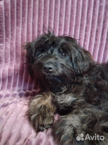 Метис болонки