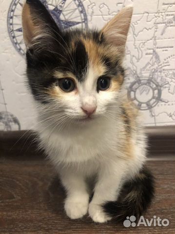 Кошечка триколор