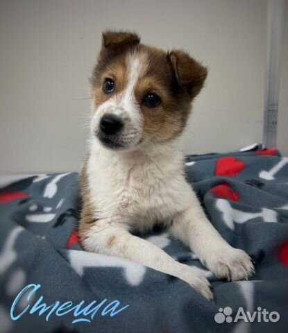 Рыже-белый щеночек девочка