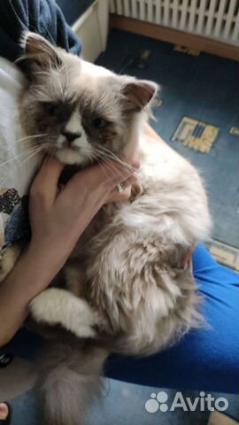 Персидская помесь