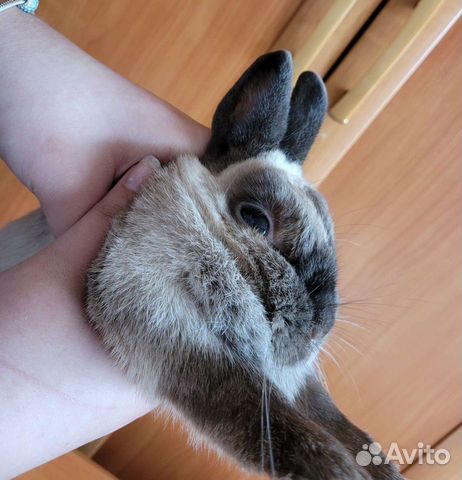 Декоративный кролик девочка