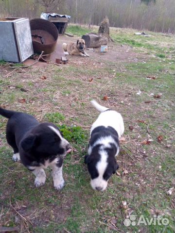 Щенки сао алабай