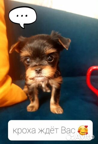 Йоркширский терьер крошки на ладошке ждут Вас