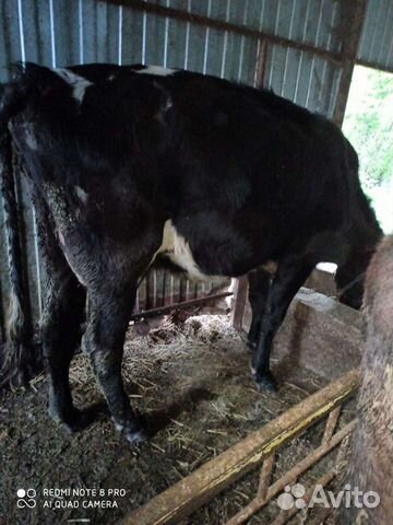 Корова дойная