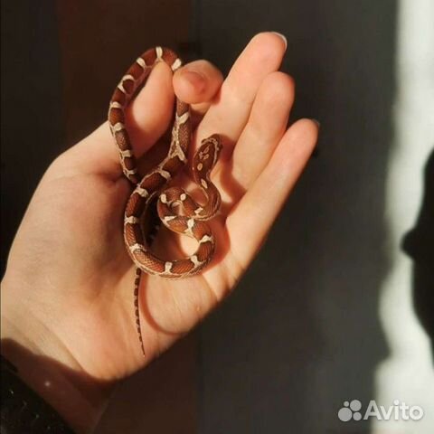 Normal het Scaleless маисовый полоз