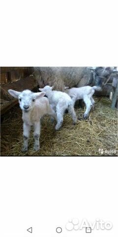 Ягнята поеныши