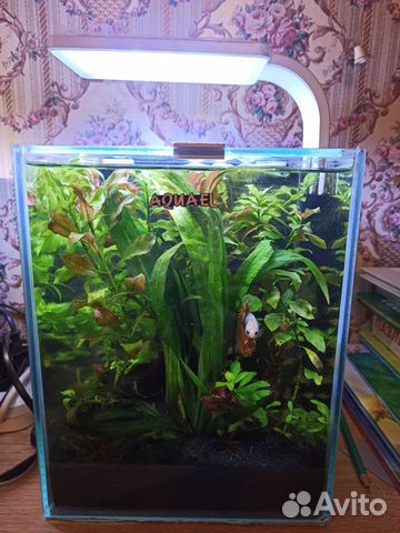 Аквариум Aquael 10л с наполнением