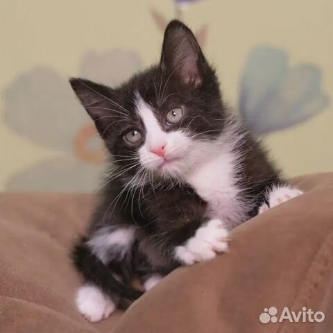 Котенок Дэйл в добрые руки