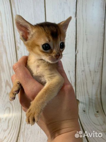 Абиссинские котята