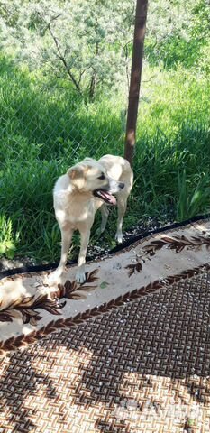 Гончая метис бесплатно