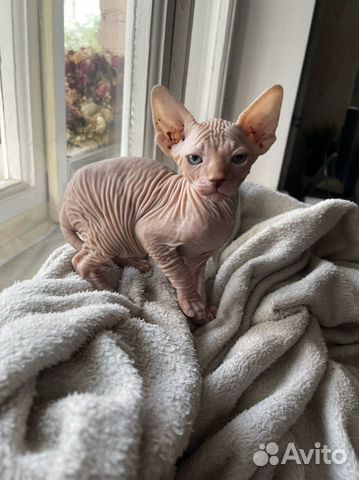 Канадский сфинкс котенок