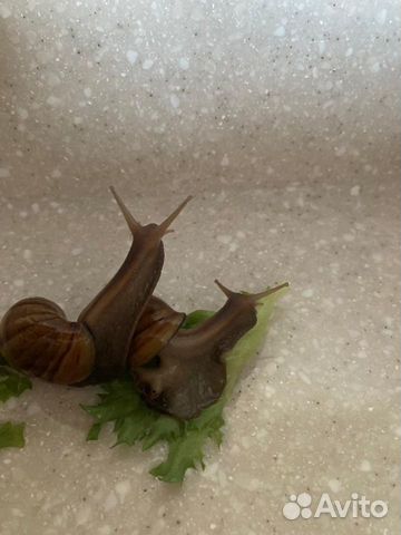 2 улитки ахатины