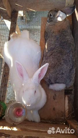 Случка с восьмимесячным чистокровным паноном