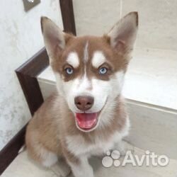 Шоколадный щенок Хаски