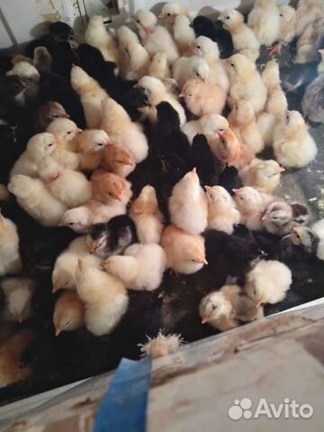 Цыплята