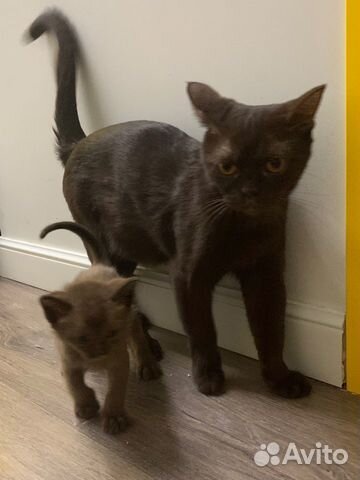 Бурманская кошка