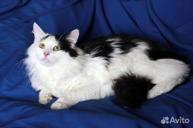 Молодой котик ищет дом и заботливый хозяев