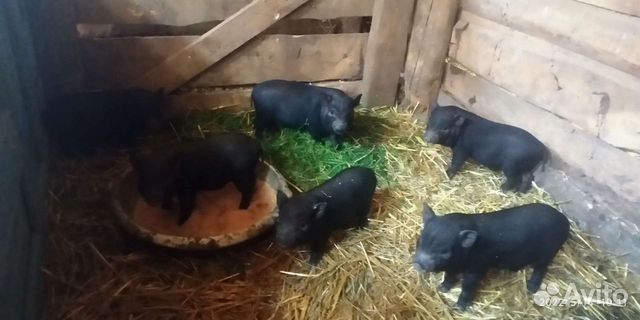 Вьетнамский вислобрюхий поросенок
