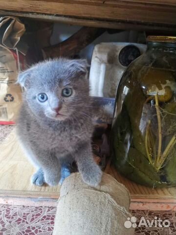Котята скотиш фолд