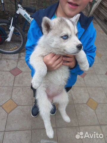 Щенки сибирской хаски