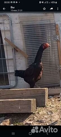 Бойцовые петухи о шамо