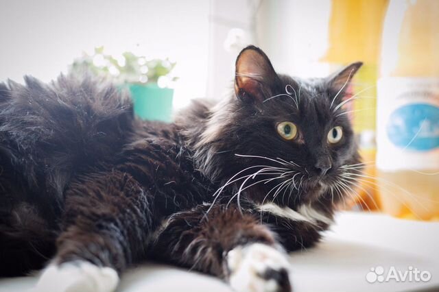 Большой черный кот