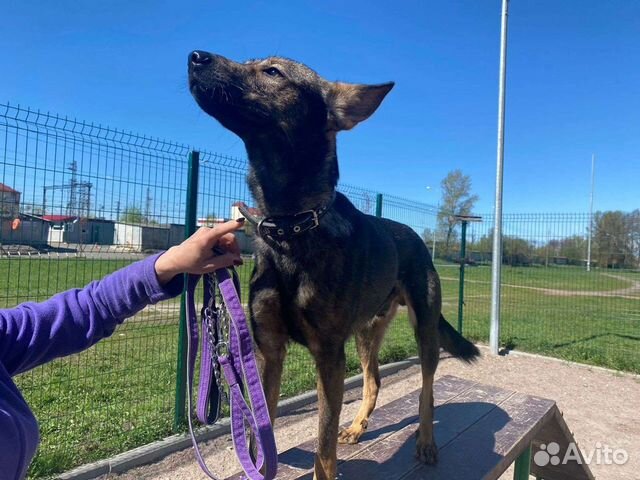 Мальчик,кастрирован,привит,возраст ближе к году