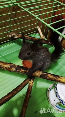 Белка домашняя