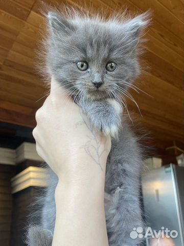 Кошечка русско-голубая