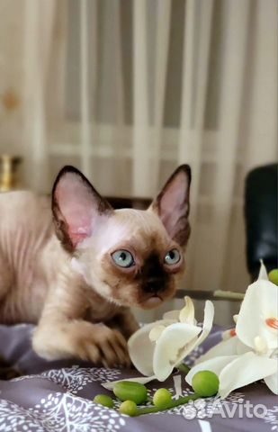 Девон-рекс шоколадный мальчик