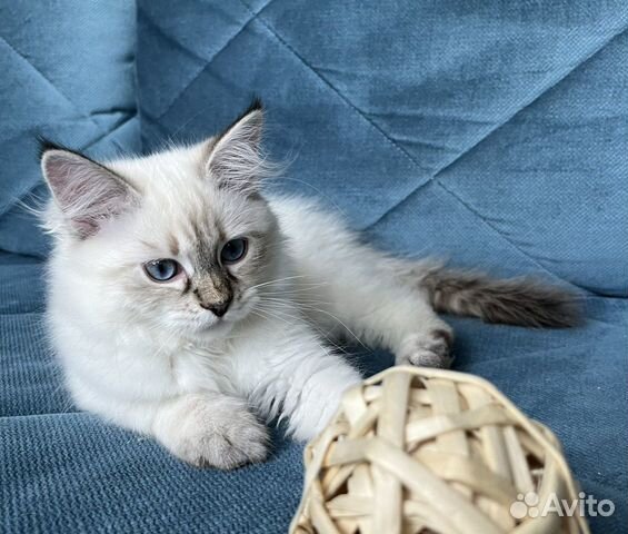 Кошечка невская маскарадная