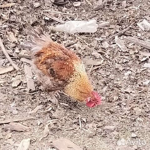 Петухи Легбар