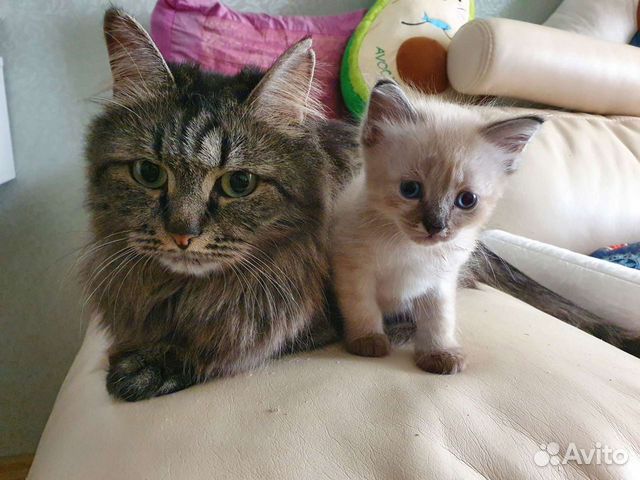 Котята сибирской кошки