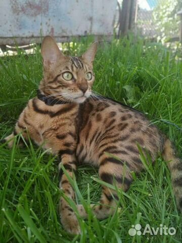 Бенгальская кошка