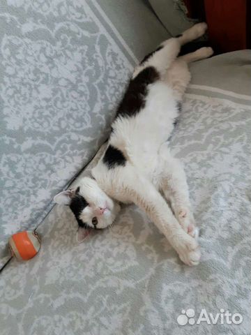 Кот 1 годик