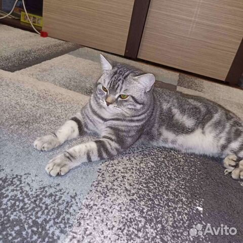 Кот