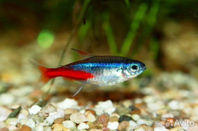 Отдам бесплатно неончика