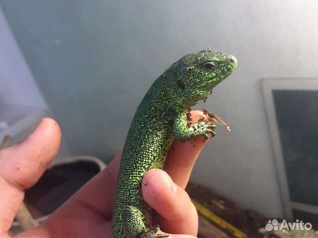 Прыдкие ящеричы.живородящая ящерича.лягушки.жабы