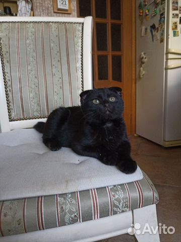 Кот и кошка